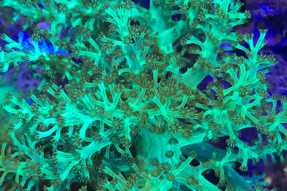 Leather Coral – Reefling Store