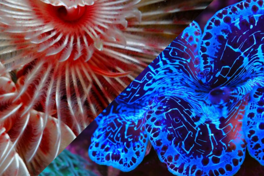 Clams & Tube Worms – Reefling Store