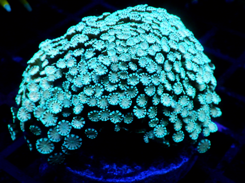 Alveopora spongiosa - Teal – Reefling Store
