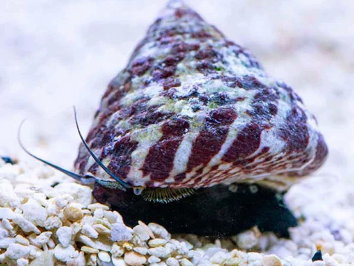 Trochus histrio - Histrio Grazer – Reefling Store